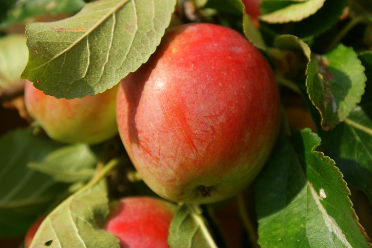 Katy The Apple – KatyApple